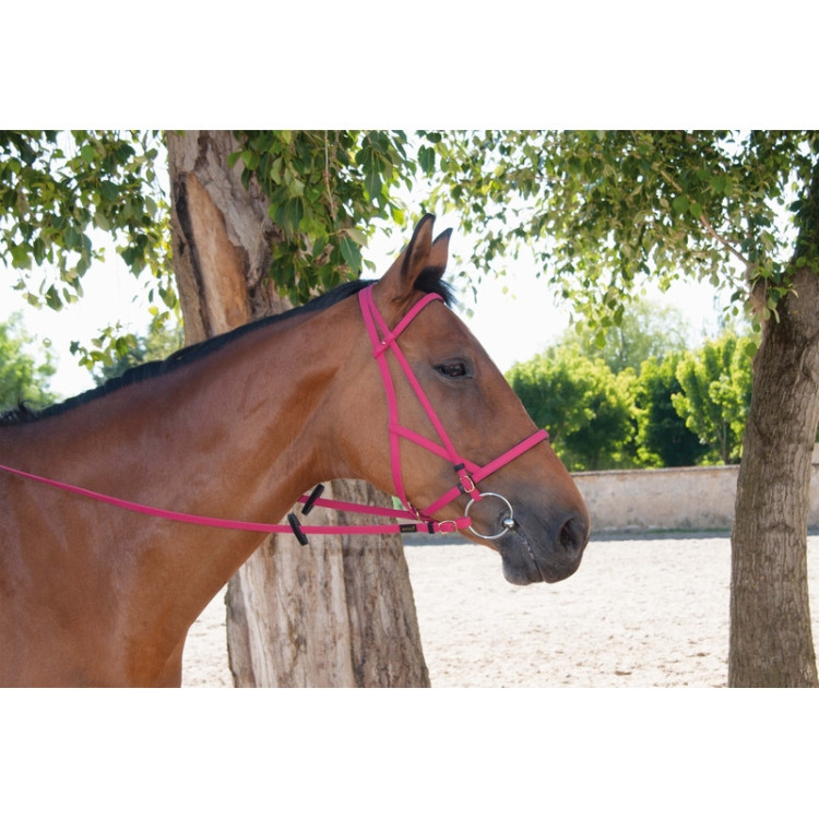 Bridon TdeT Licol Biotack | Accessoires du cheval