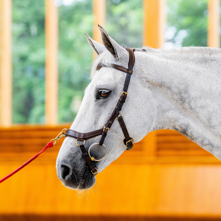 Bridon Rambo Micklem 2 Multi Bridle | Bridon équitation