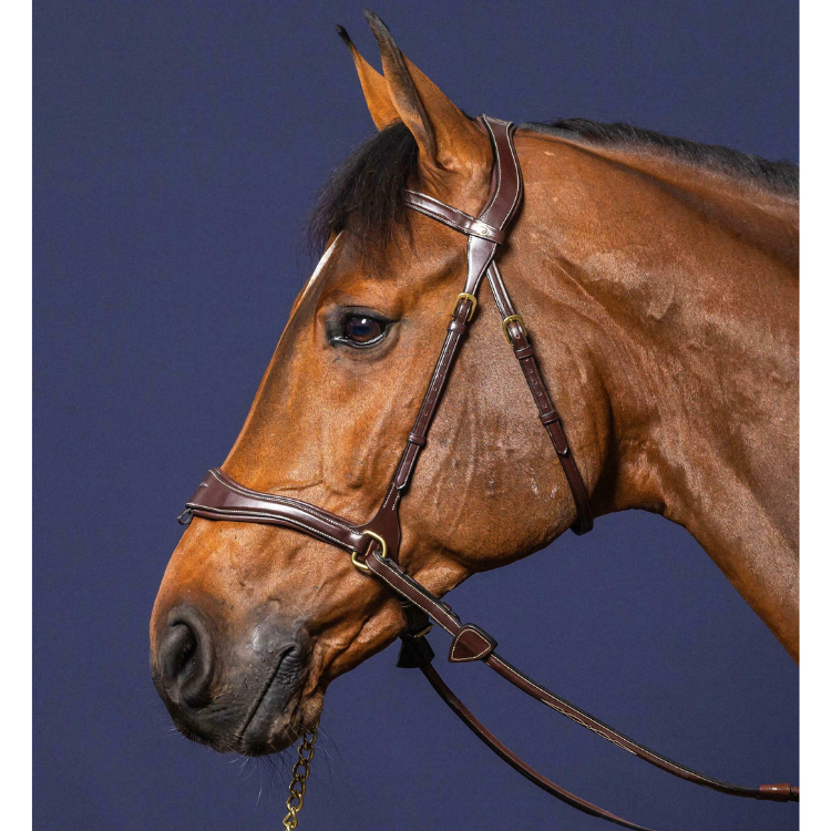 Bridon Dy'on D Motion D Collection | Bridons