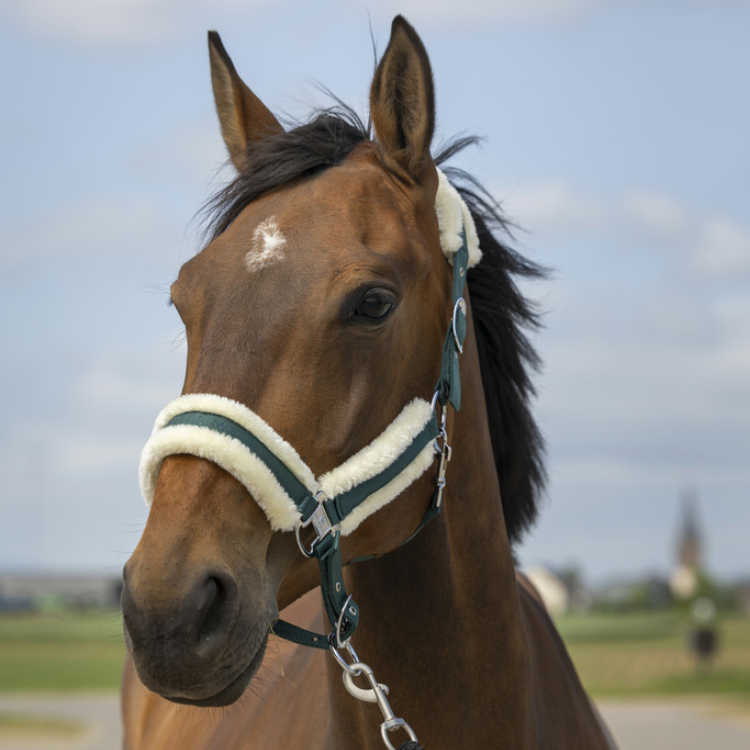 Licol Equithème Nylon Mouton | Licols et Longes