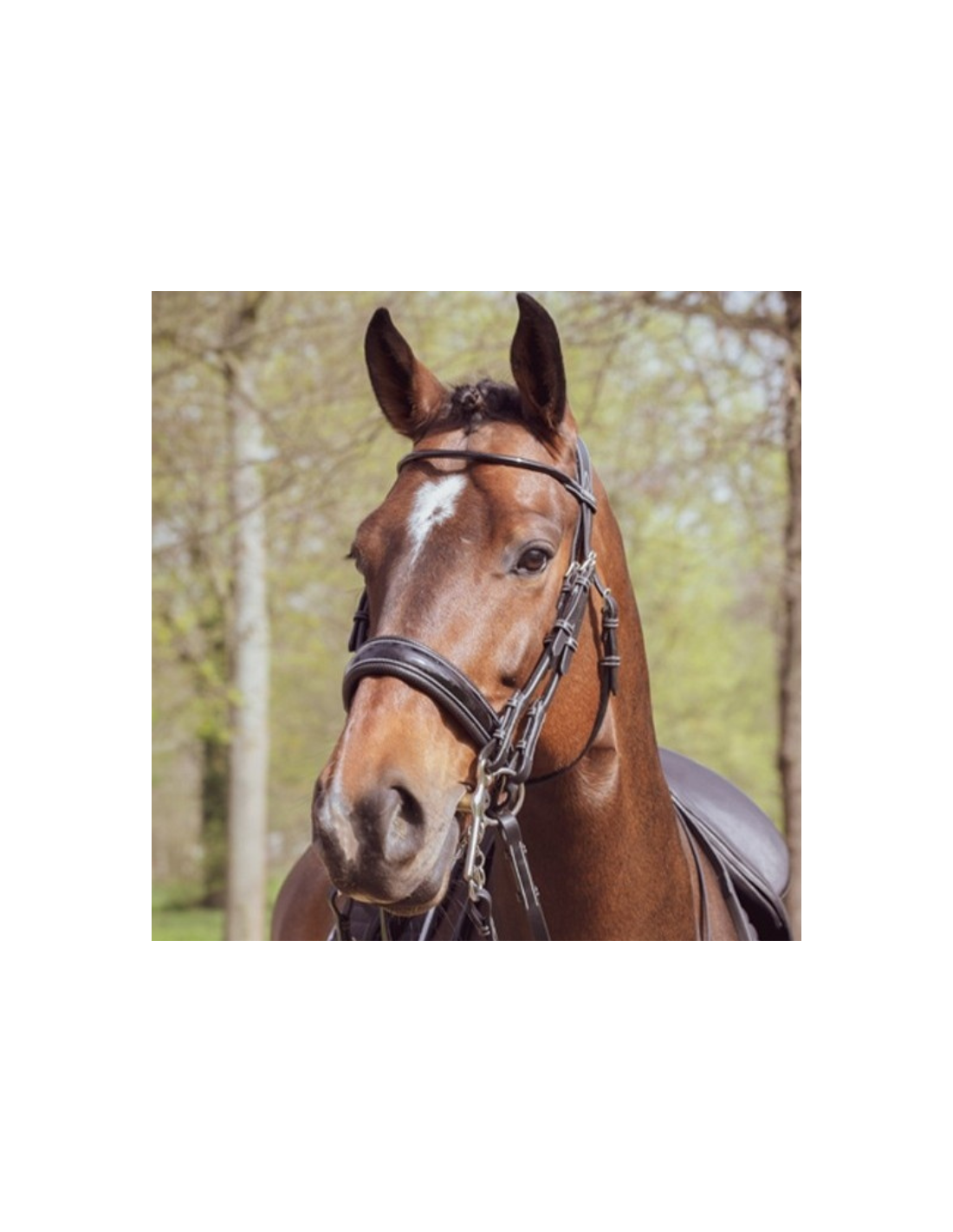 Brides pour chevaux | Materiel d'equitation