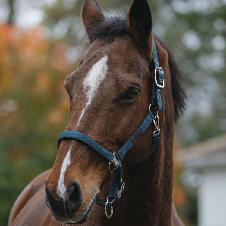 Licol Equithème Nylon Spring | Licols Et Longes