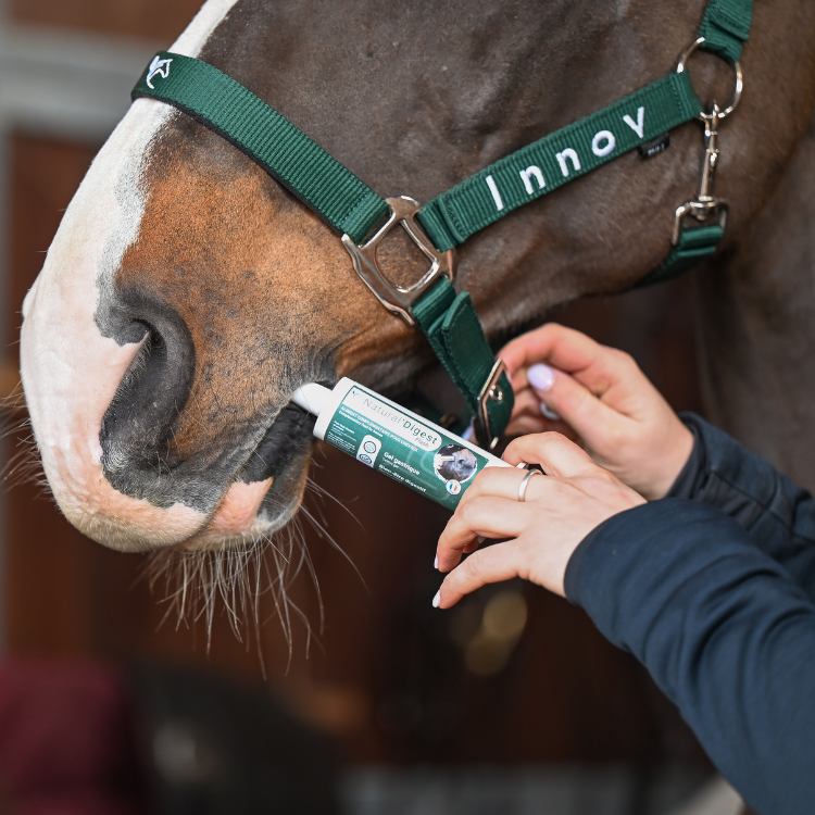 Seringue Natural'Innov Natural’Digest Flash | Digestion et Estomac Cheval