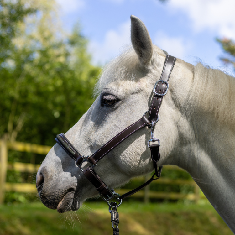 Licol Canter Mylord | Licols et Longes