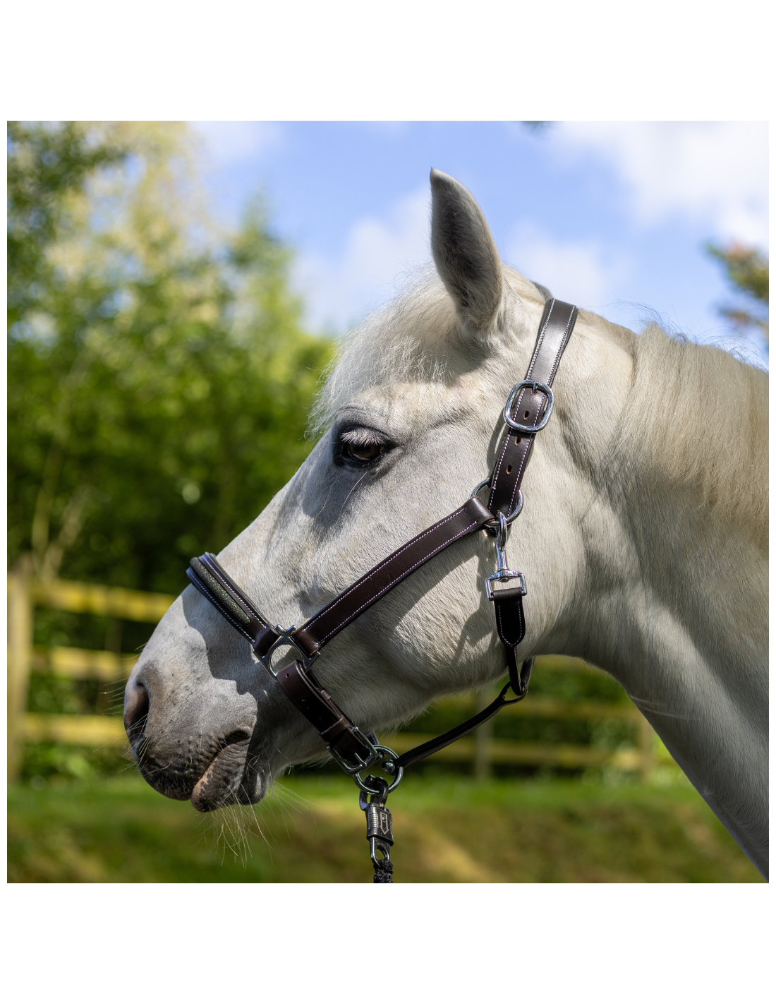 Licol Canter Mylord | Licols et Longes
