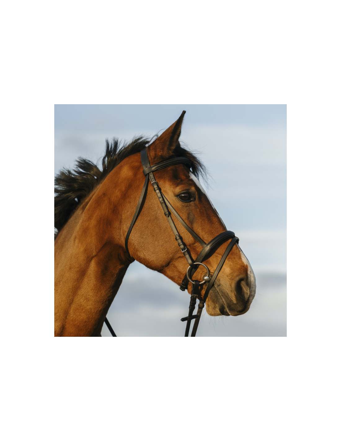 Bridon Riding World Muserolle Combinée | Bridons