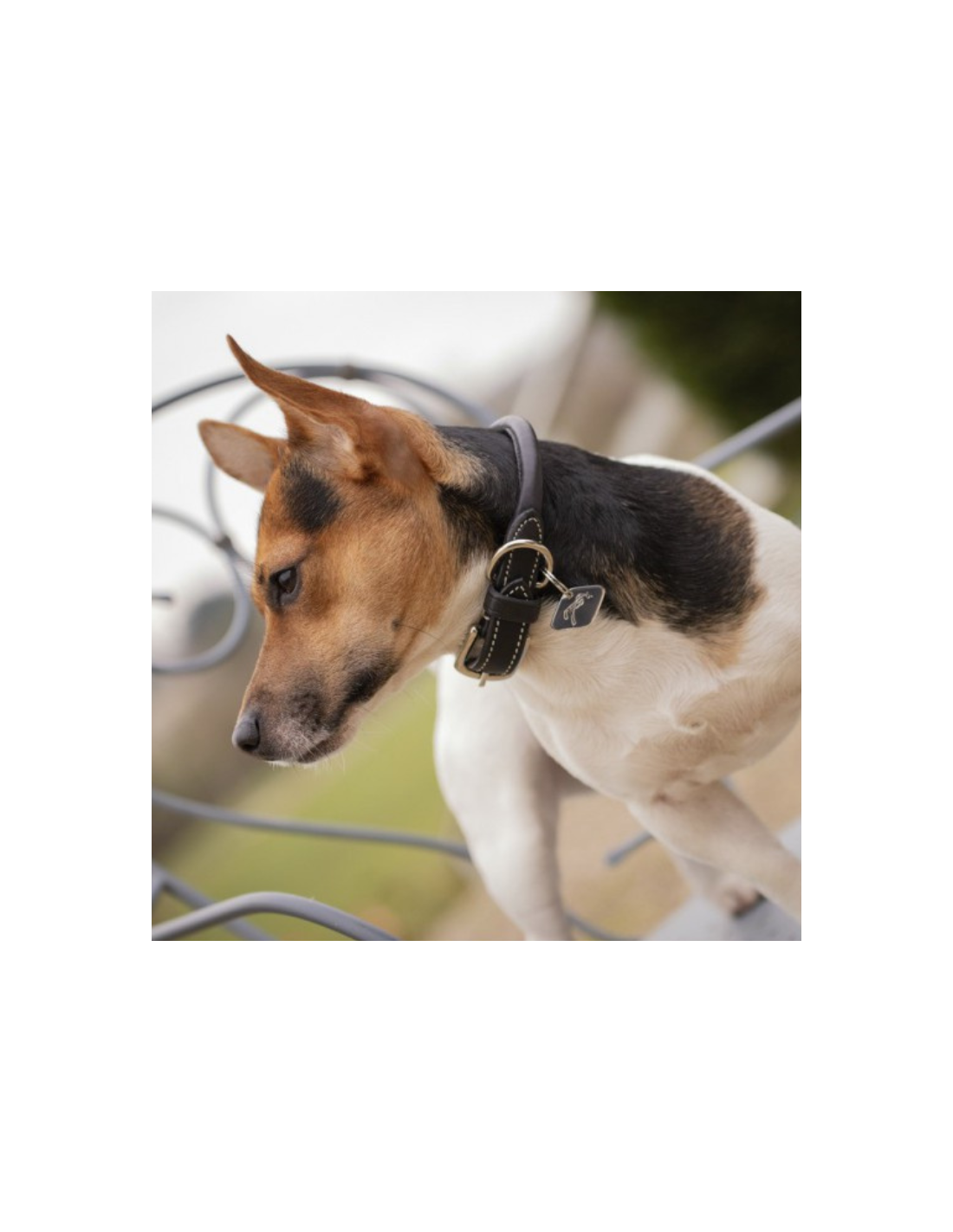 Collier Pour Chien Penelope Olie | Colliers, harnais et laisses